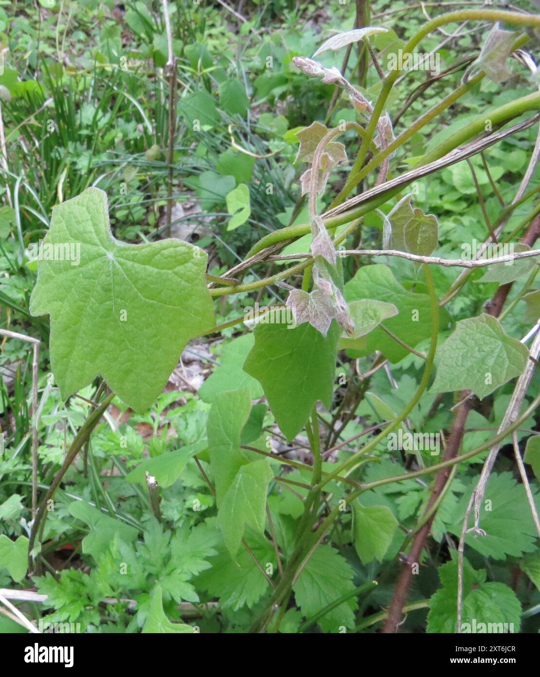 moonseed (Menispermum canadense) Plantae Stock Photo - Alamy