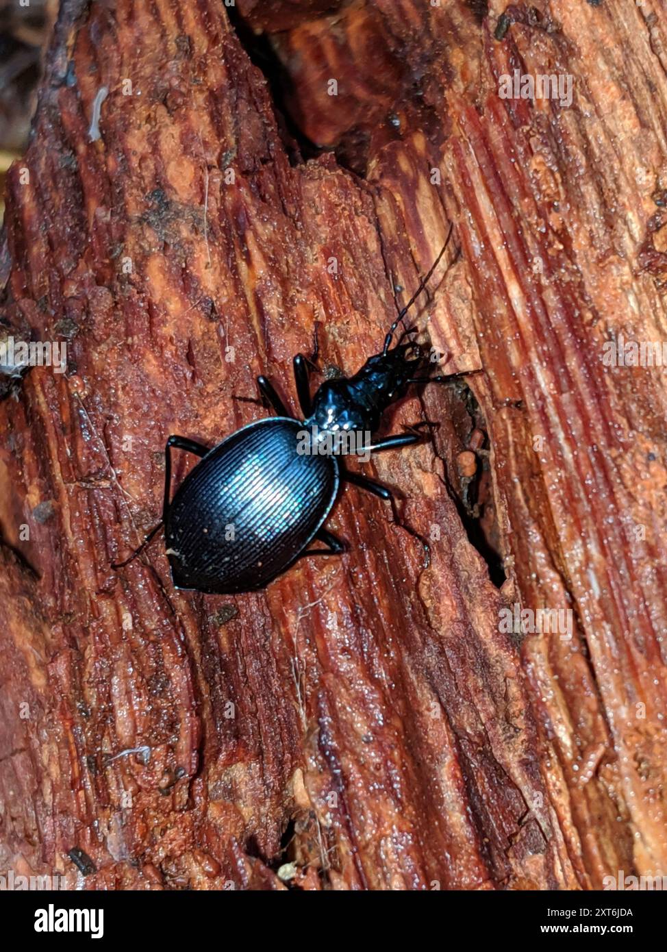 Angular Snail-eating Beetle (Scaphinotus angulatus) Insecta Stock Photo ...