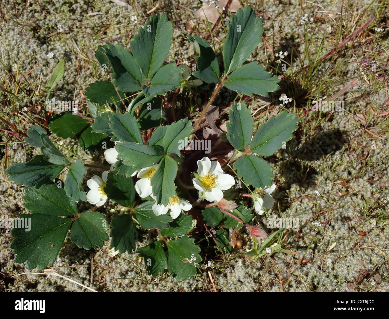 Virginia strawberry (Fragaria virginiana) Plantae Stock Photo - Alamy
