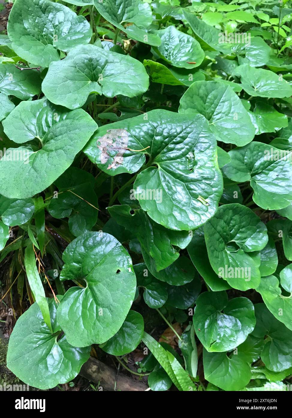 Canadian wild ginger (Asarum canadense) Plantae Stock Photo - Alamy