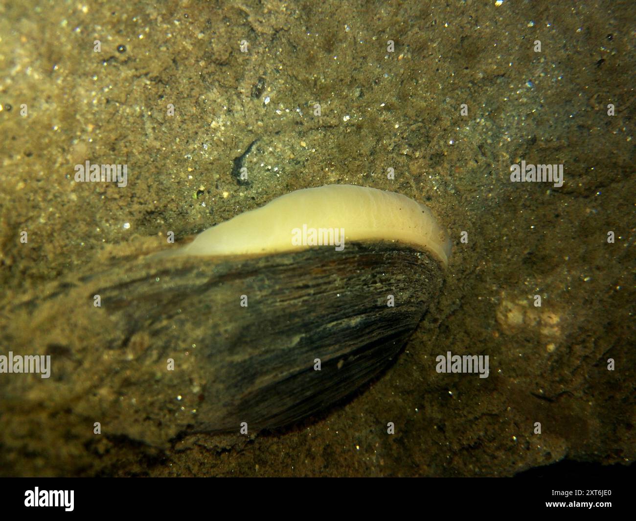 Thick-shelled Mussel (Unio crassus) Mollusca Stock Photo - Alamy
