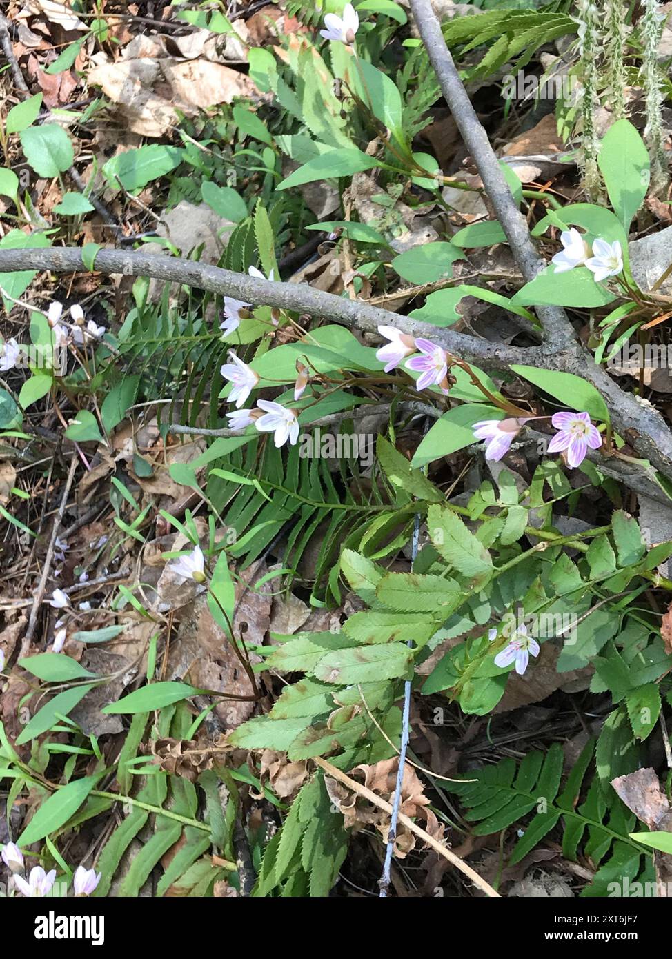 Carolina Springbeauty (Claytonia caroliniana) Plantae Stock Photo - Alamy