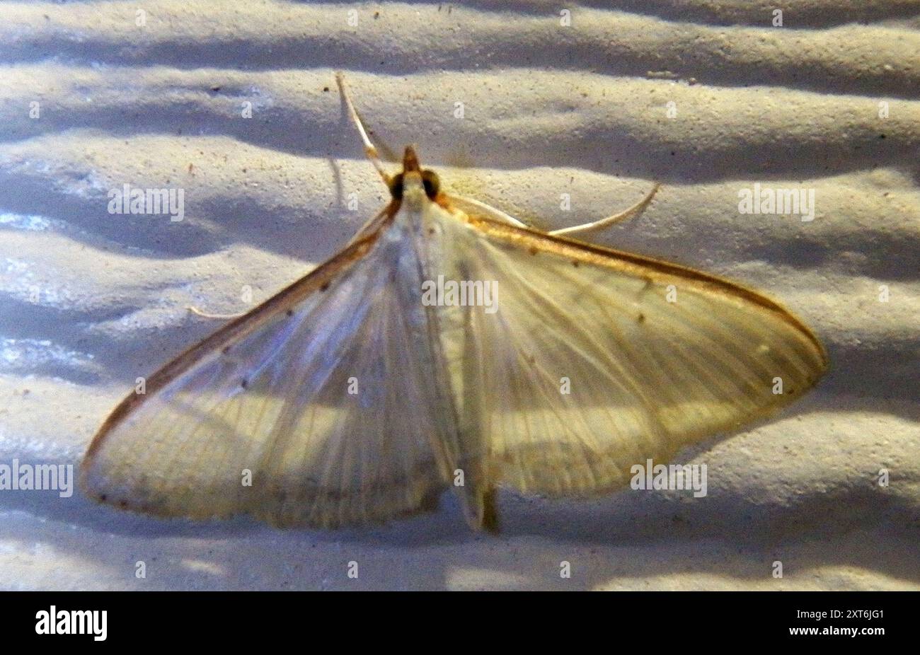 Four-spotted Palpita Moth (Palpita quadristigmalis) Insecta Stock Photo ...