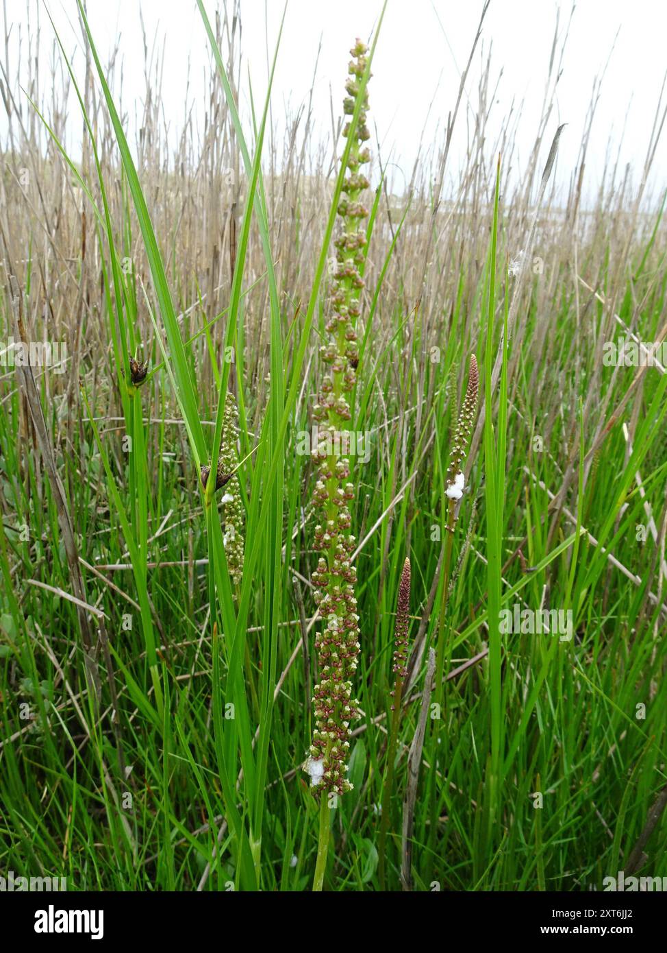 common arrowgrass (Triglochin maritima) Plantae Stock Photo - Alamy