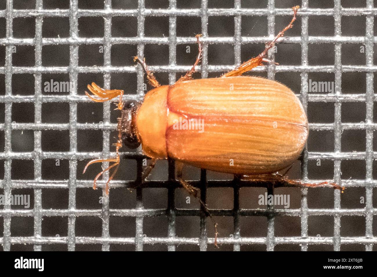 Asiatic Garden Beetle (Maladera formosae) Insecta Stock Photo - Alamy