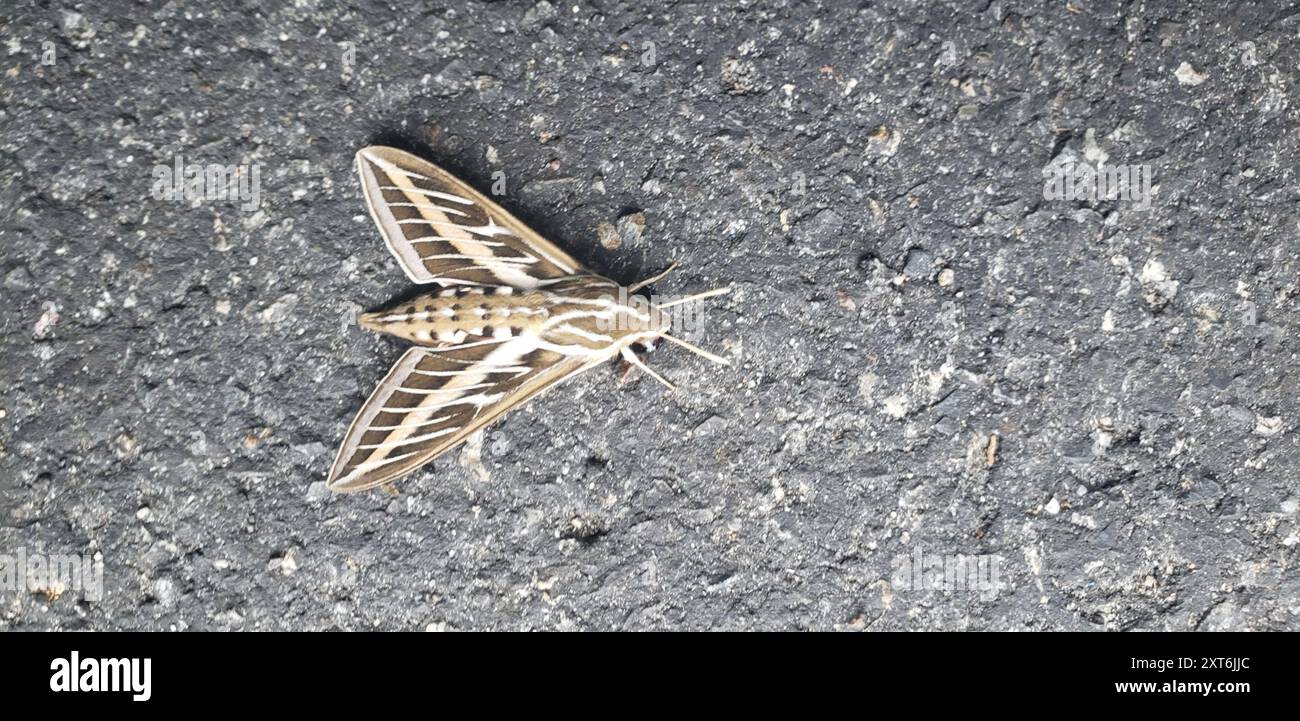White-lined Sphinx (Hyles lineata) Insecta Stock Photo - Alamy