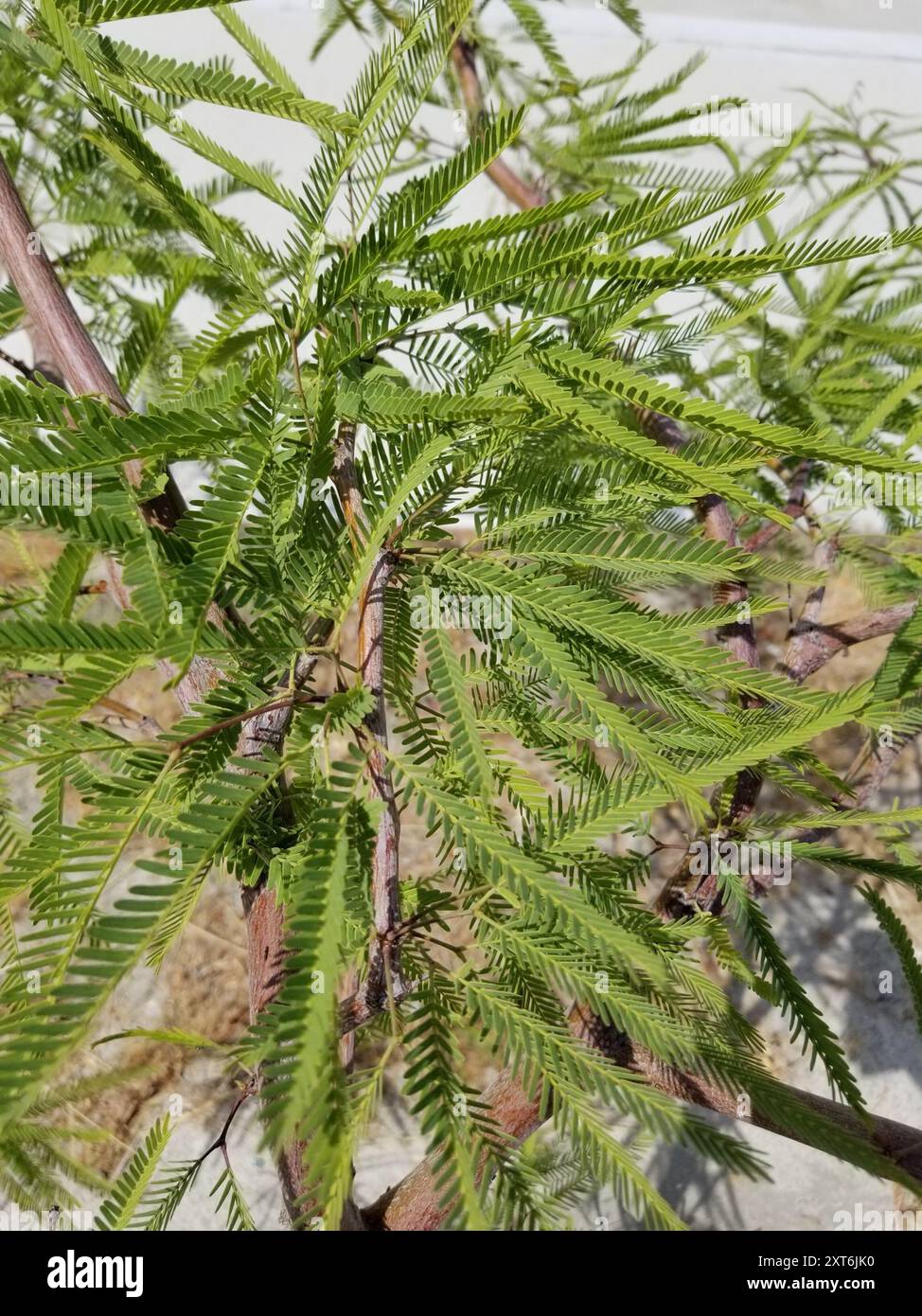 mesquites (Neltuma) Plantae Stock Photo - Alamy