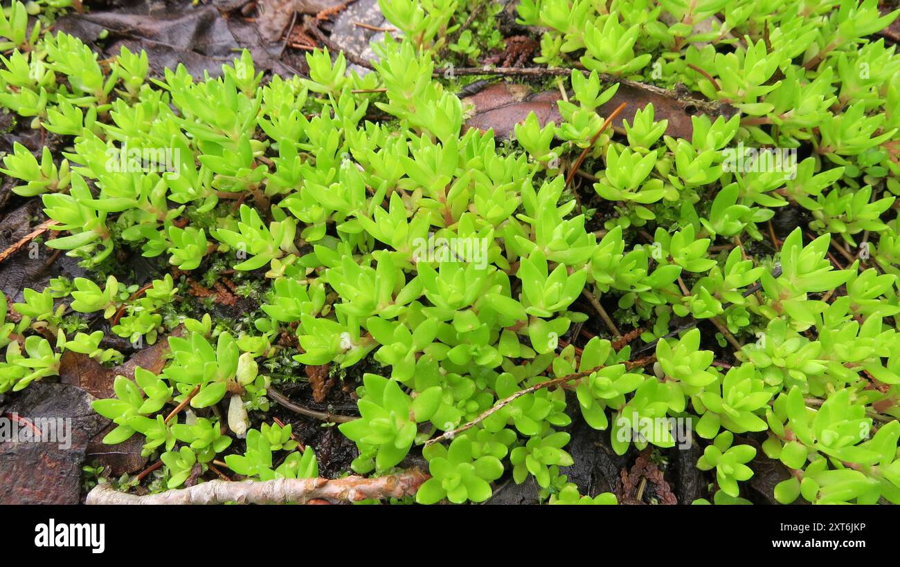 Stringy Stonecrop (Sedum sarmentosum) Plantae Stock Photo - Alamy