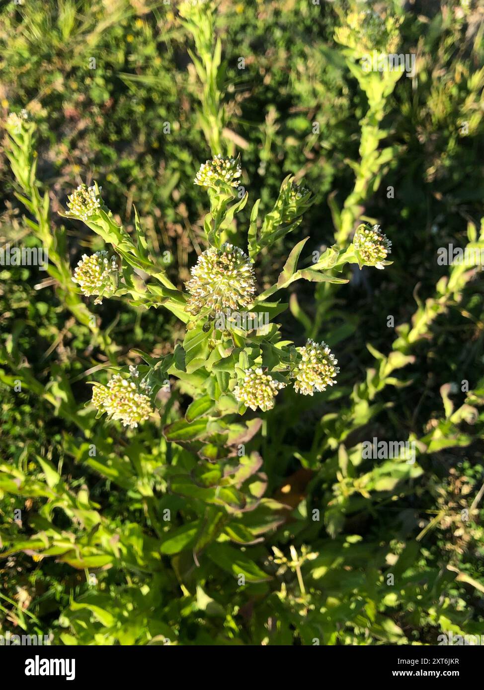 field peppergrass (Lepidium campestre) Plantae Stock Photo - Alamy
