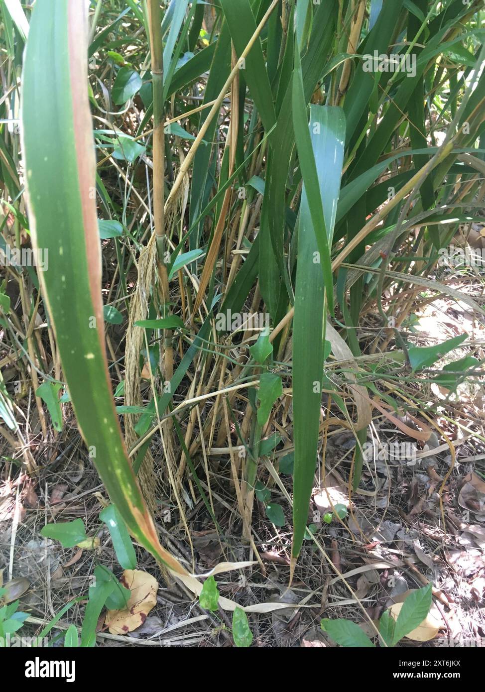 Burma Reed (Neyraudia reynaudiana) Plantae Stock Photo - Alamy