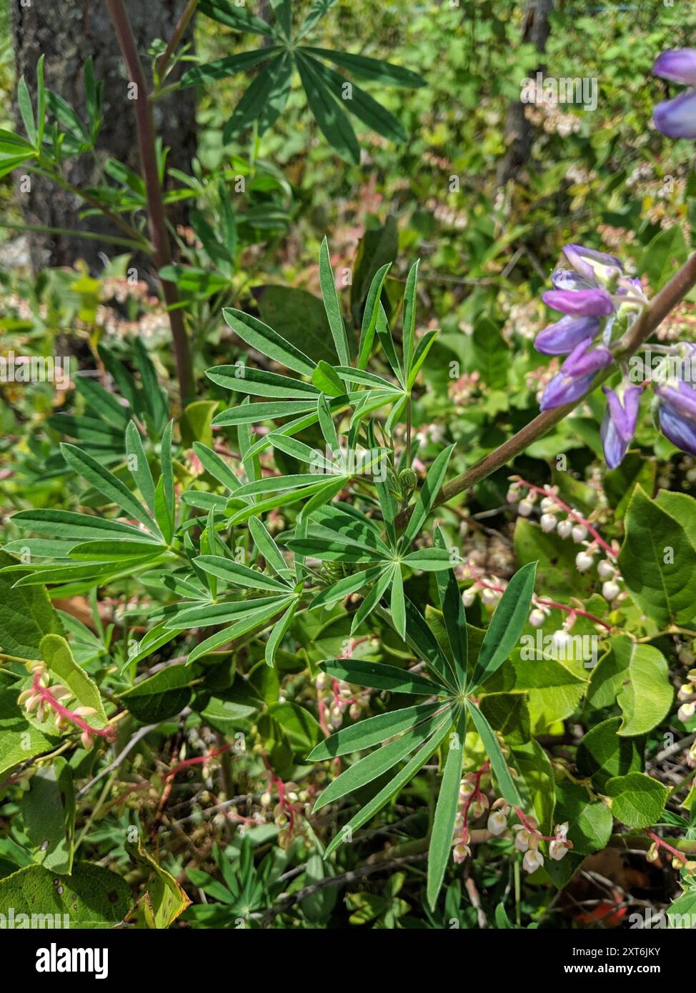 Riverbank Lupine (Lupinus rivularis) Plantae Stock Photo - Alamy