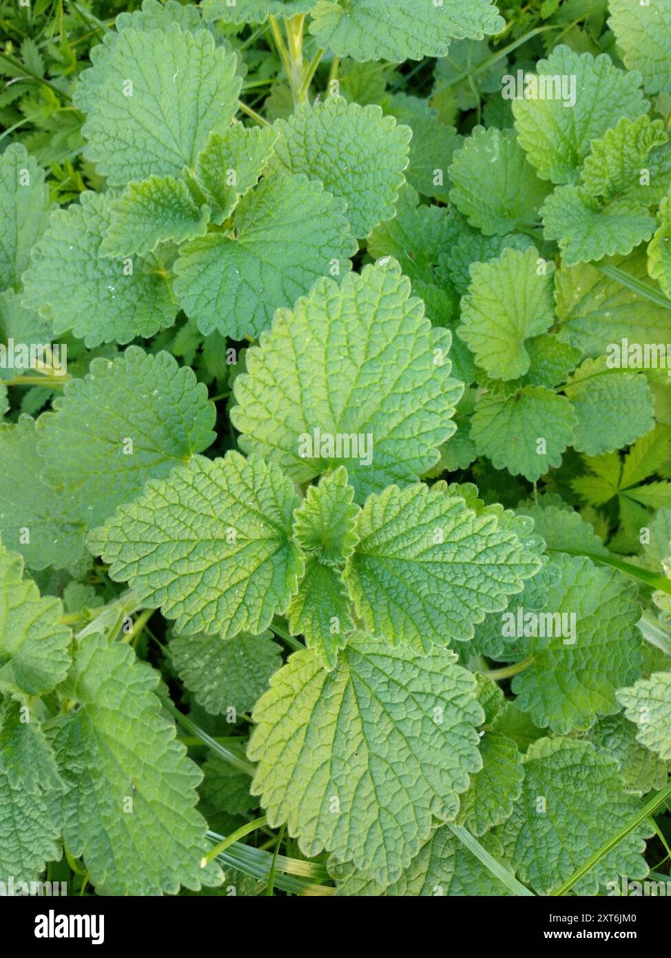 Black horehound (Ballota nigra) Plantae Stock Photo - Alamy