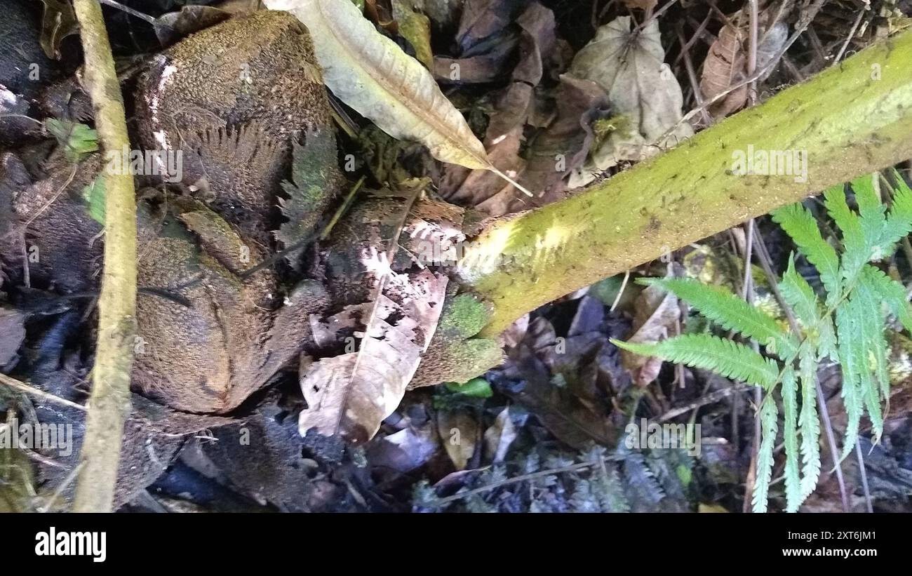 king fern (Angiopteris evecta) Plantae Stock Photo - Alamy