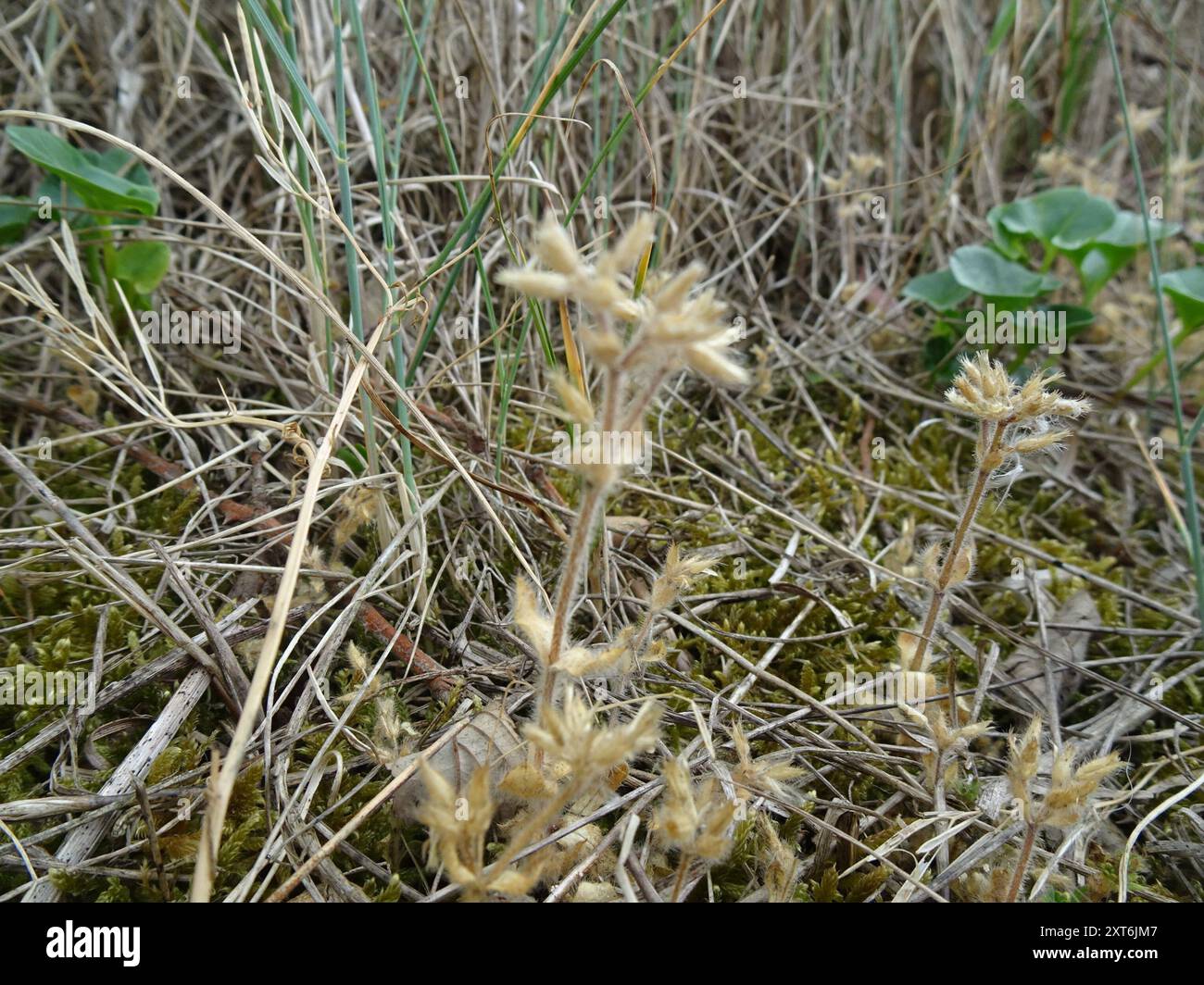 Sticky mouse-ear chickweed (Cerastium glomeratum) Plantae Stock Photo ...