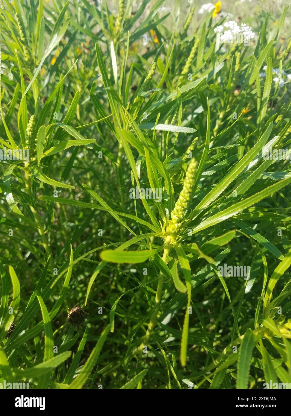 Texas Stillingia (Stillingia texana) Plantae Stock Photo - Alamy