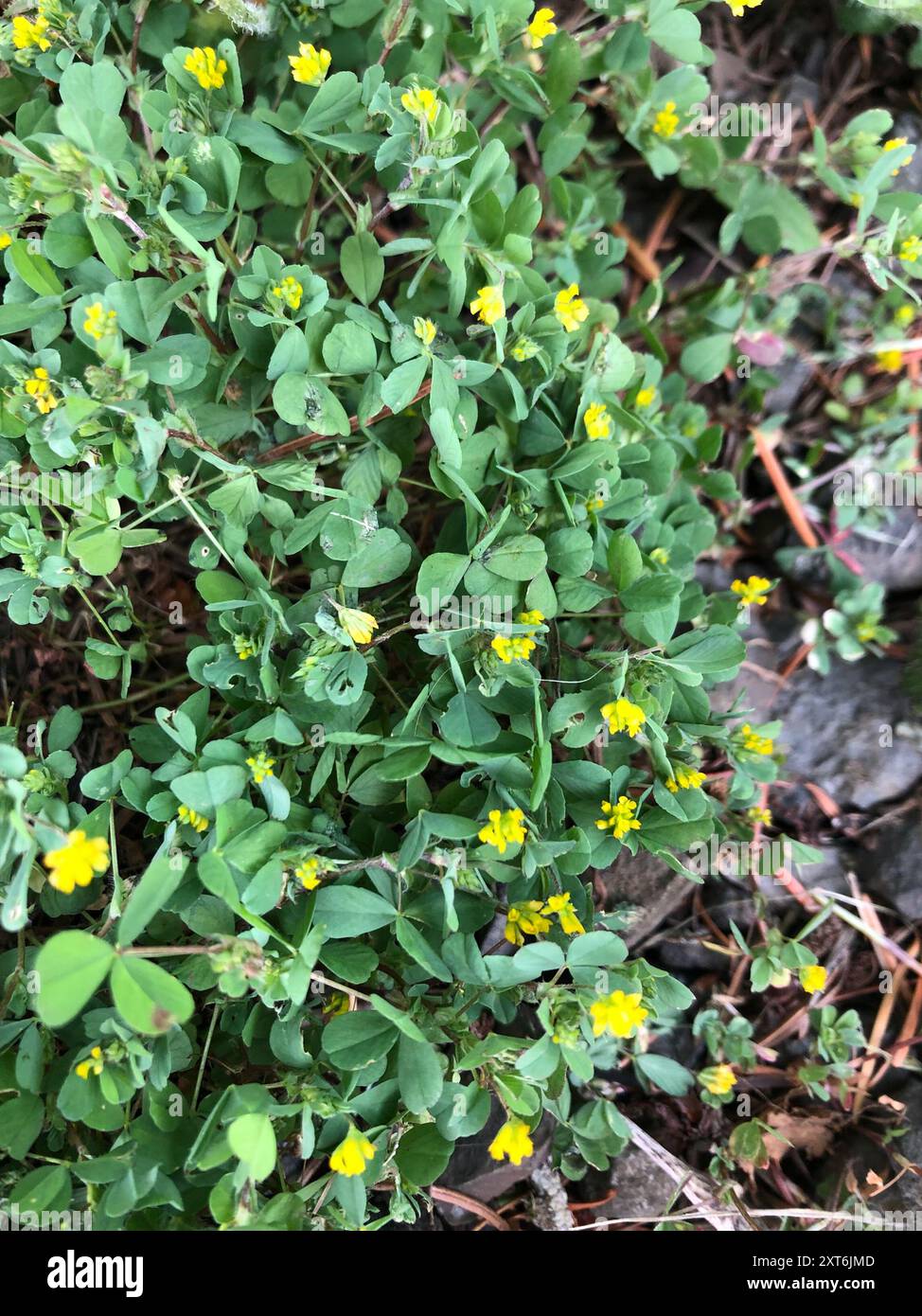 Lesser hop trefoil (Trifolium dubium) Plantae Stock Photo - Alamy