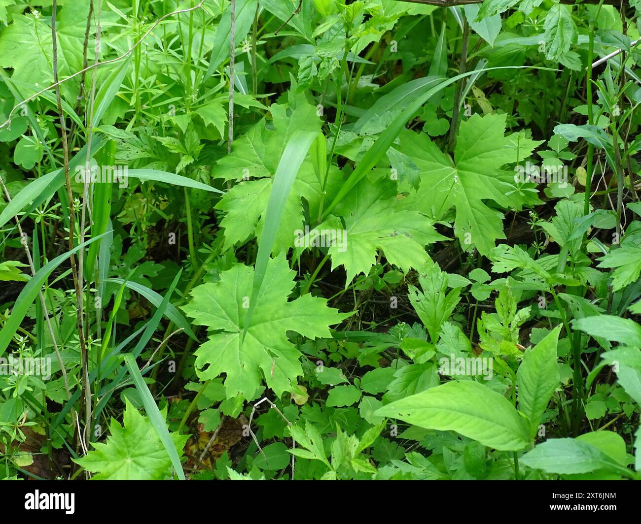 Broad-leaf Waterleaf (Hydrophyllum canadense) Plantae Stock Photo - Alamy