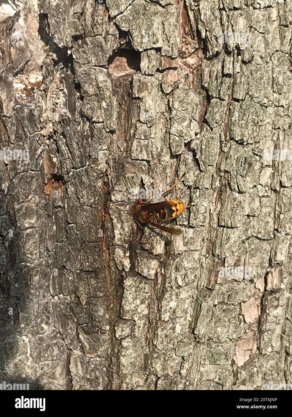 European Hornet (Vespa crabro) Insecta Stock Photo - Alamy