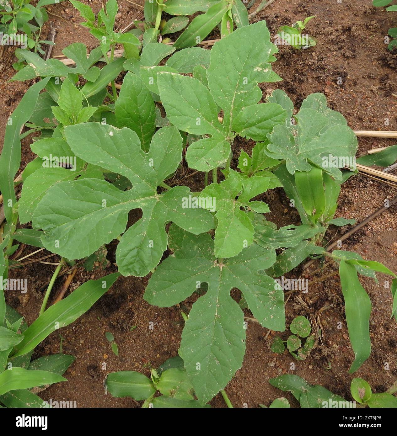 flowering plants (Angiospermae) Plantae Stock Photo - Alamy