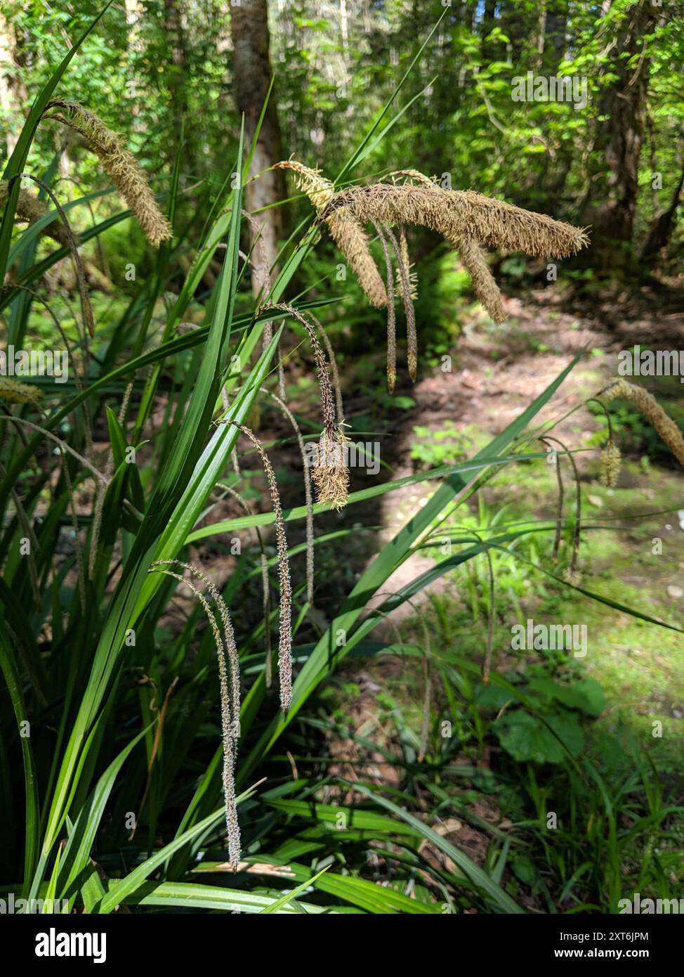 Hanging sedge (Carex pendula) Plantae Stock Photo - Alamy