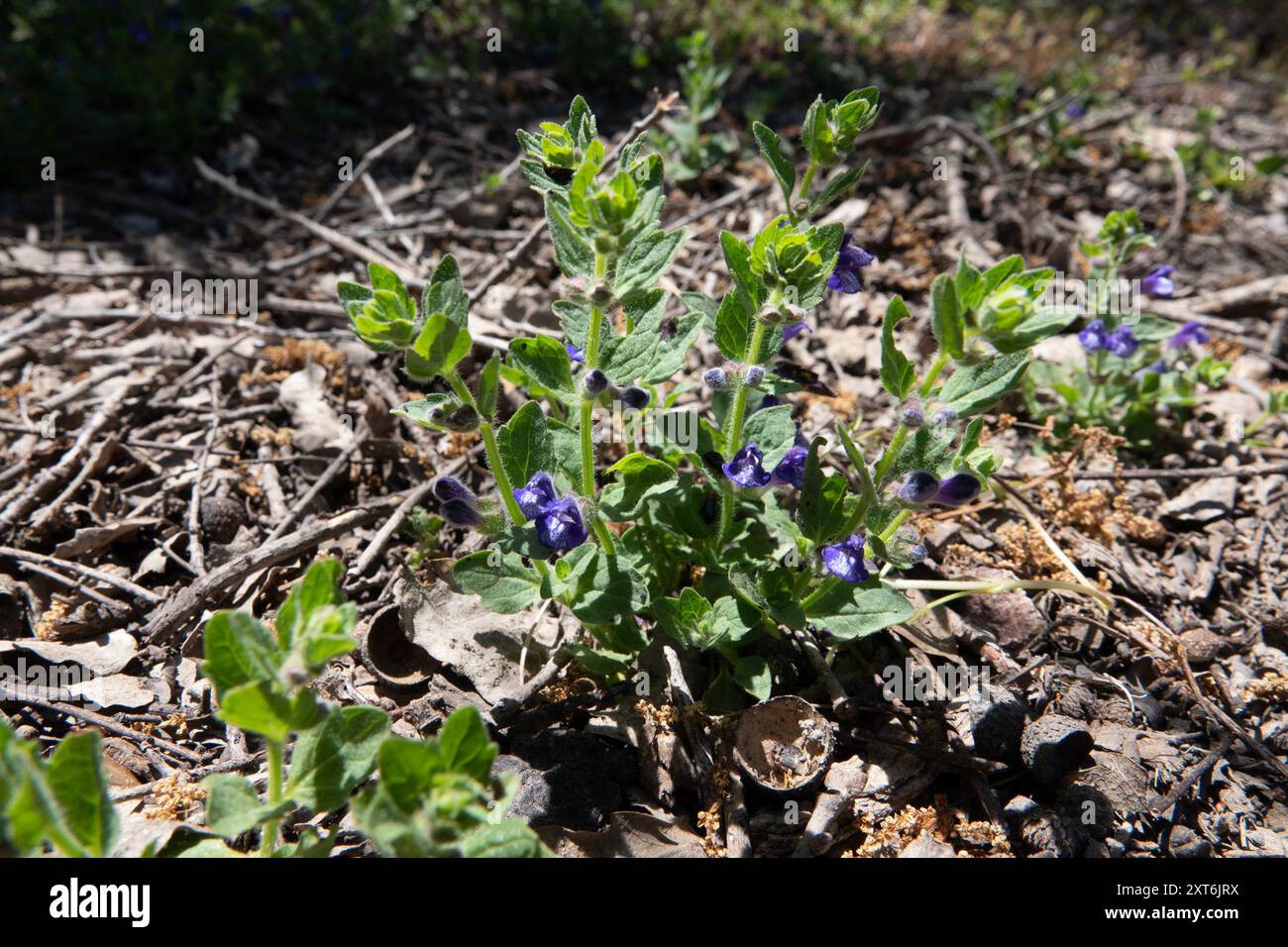 blue skullcap (Scutellaria tuberosa) Plantae Stock Photo - Alamy