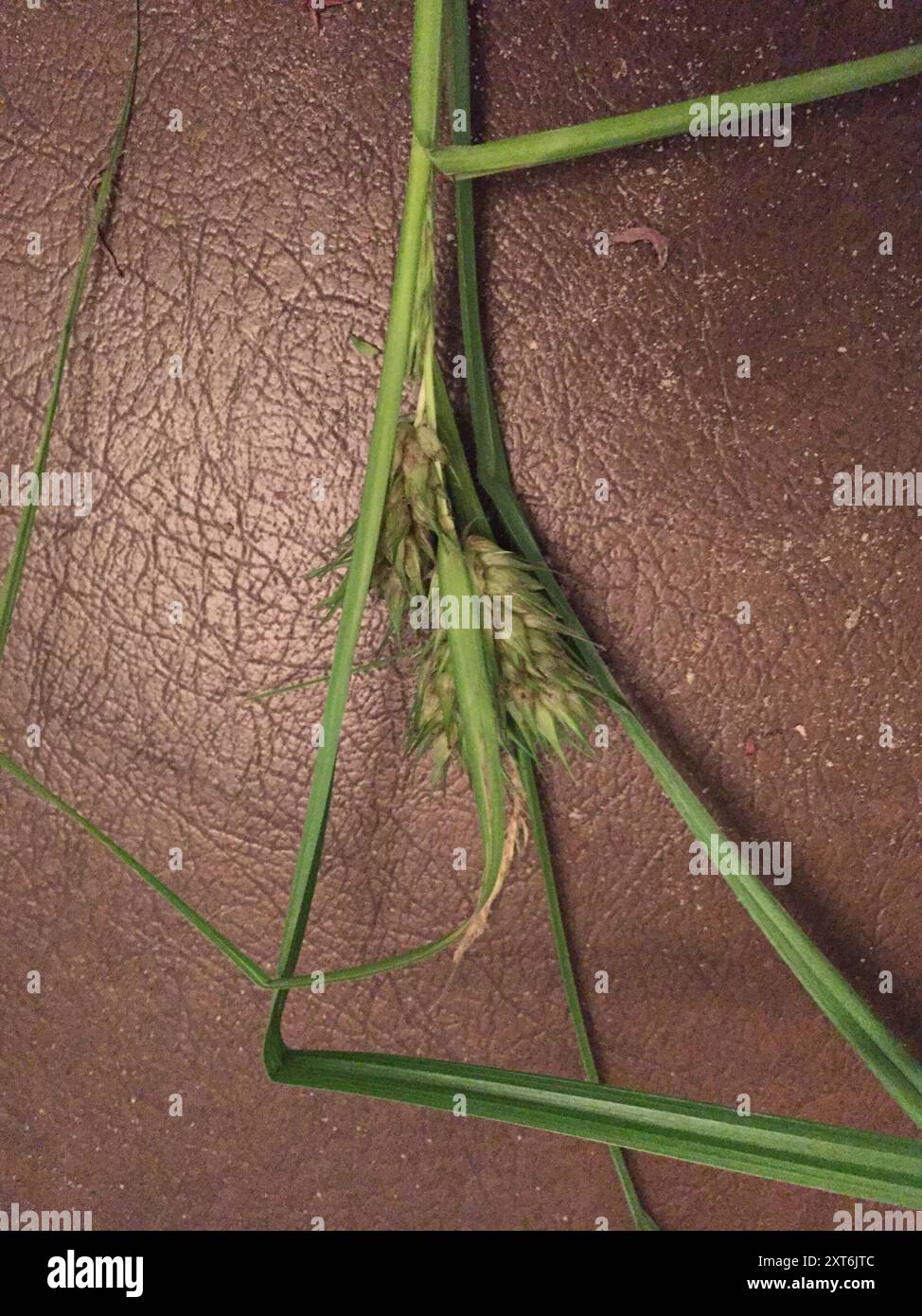 hop sedge (Carex lupulina) Plantae Stock Photo - Alamy
