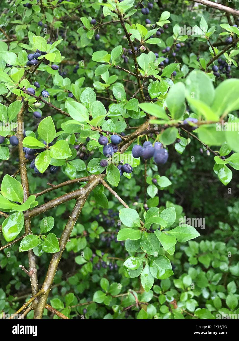 Stretchberry (Forestiera pubescens) Plantae Stock Photo - Alamy