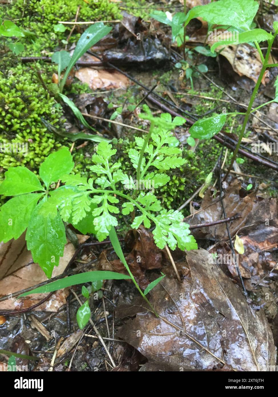 rattlesnake fern (Botrypus virginianus) Plantae Stock Photo - Alamy