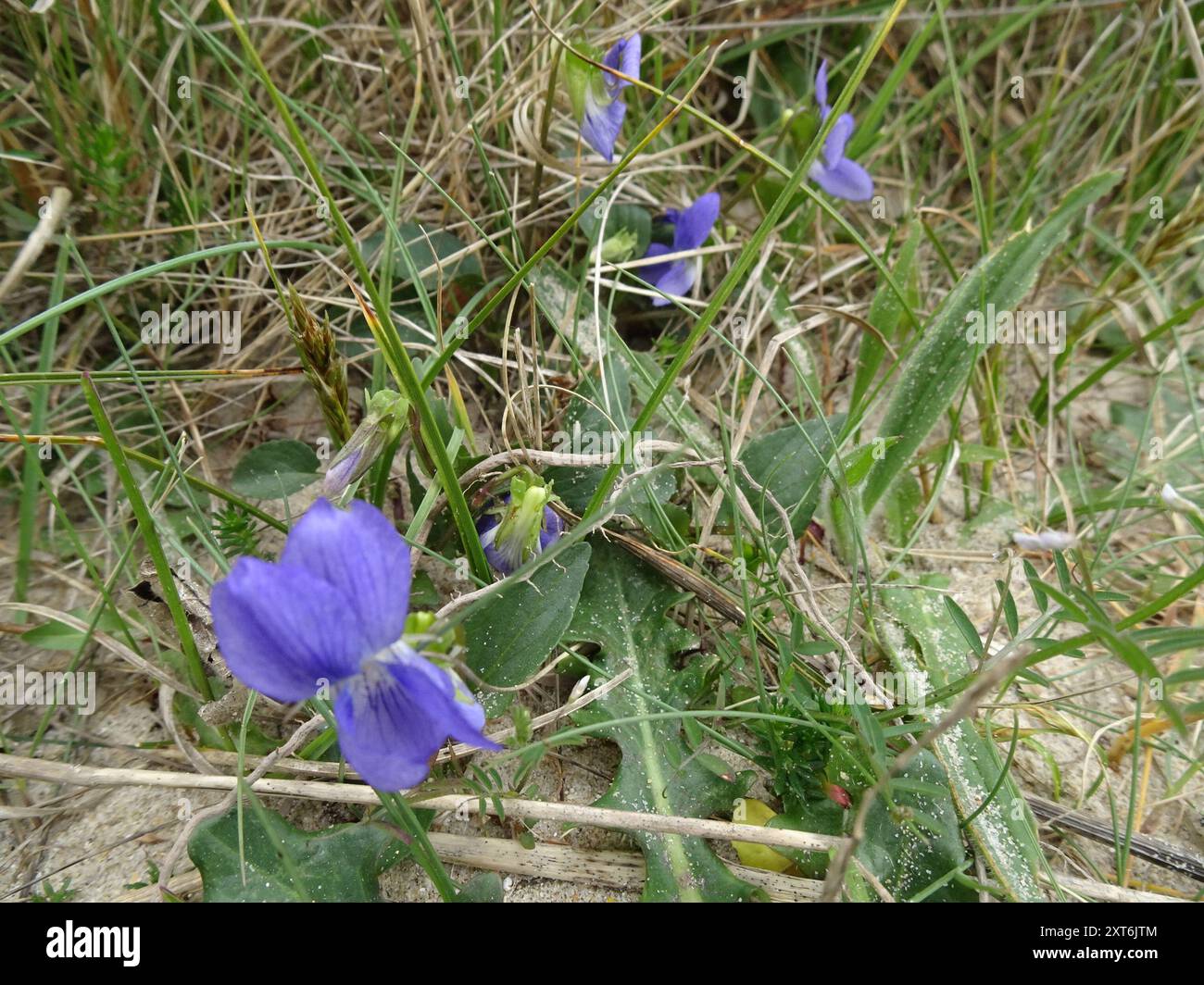 Heath Dog-Violet (Viola canina) Plantae Stock Photo - Alamy