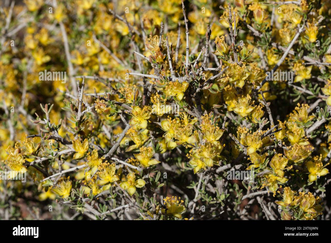 Blackbrush (Coleogyne ramosissima) Plantae Stock Photo - Alamy