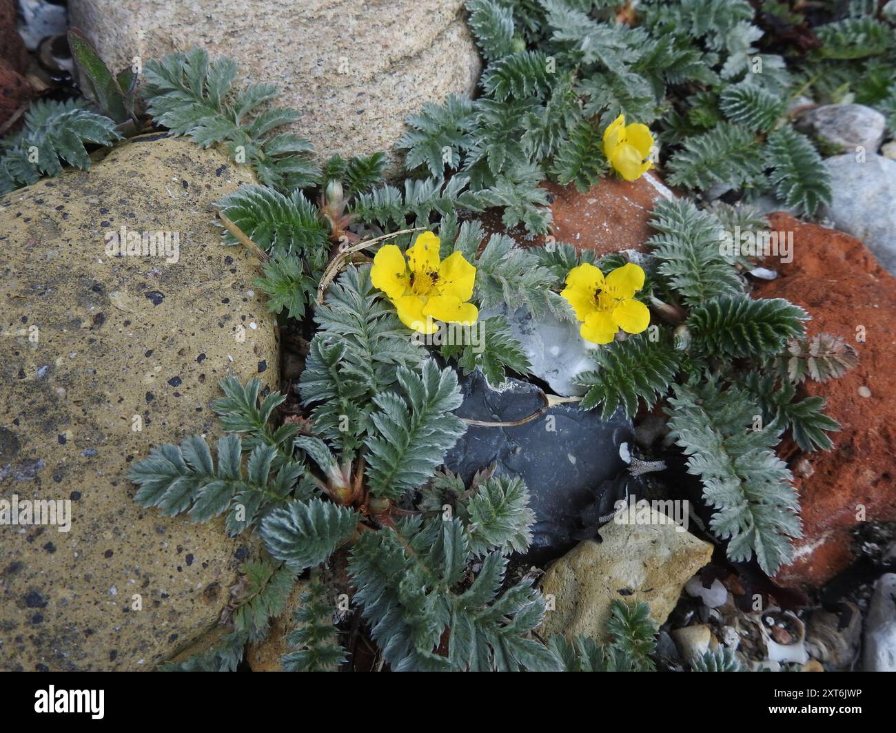 common silverweed (Argentina anserina) Plantae Stock Photo - Alamy