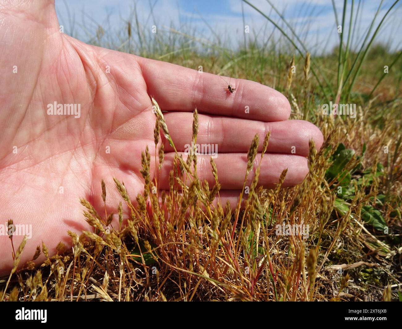 early hair grass (Aira praecox) Plantae Stock Photo - Alamy