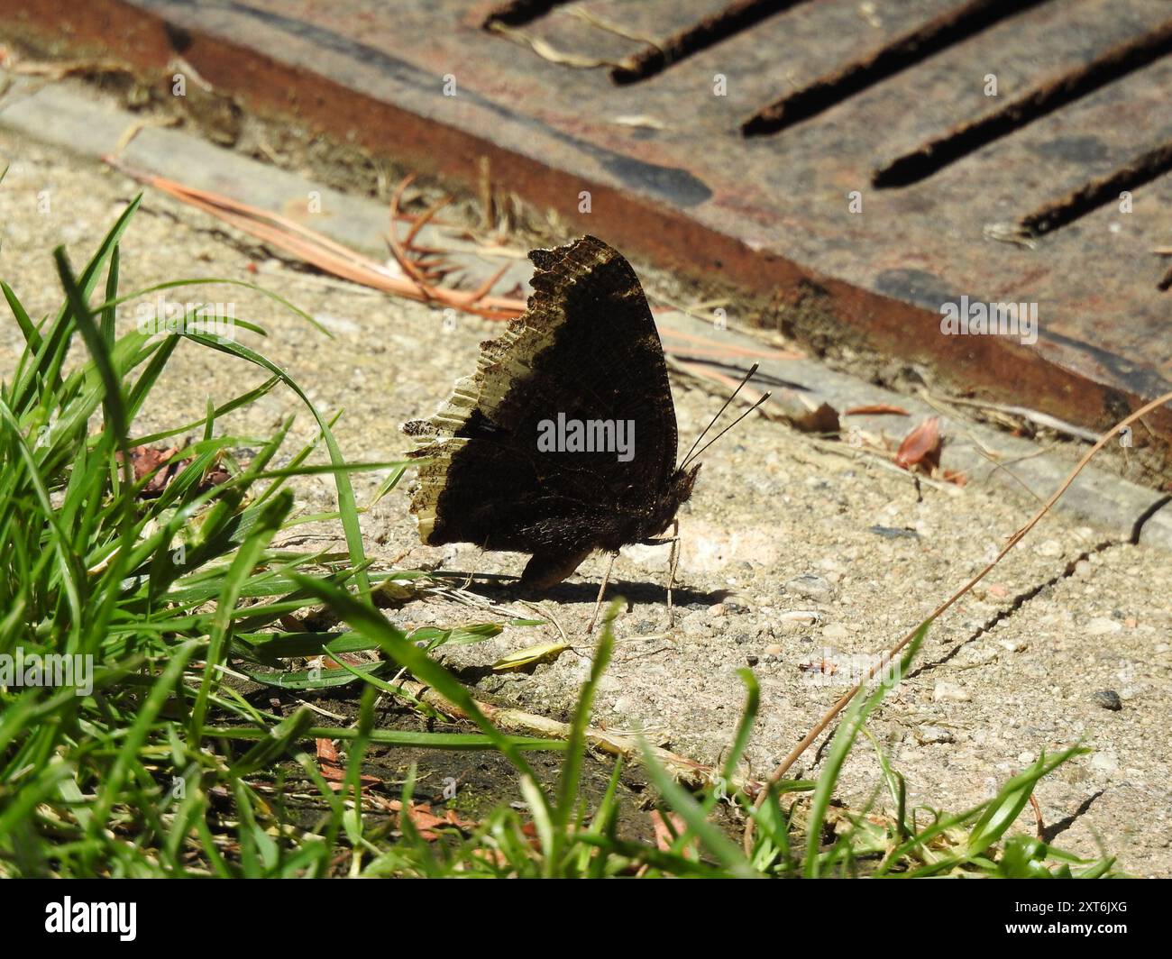 Mourning Cloak (Nymphalis antiopa) Insecta Stock Photo - Alamy