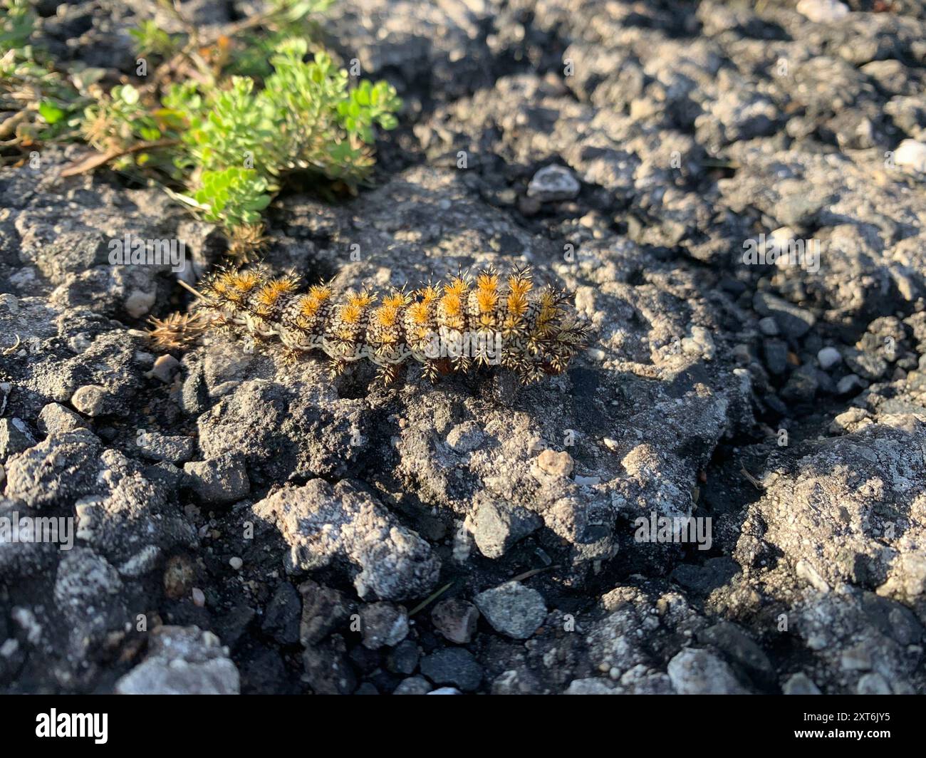 Sheepmoths (Hemileuca) Insecta Stock Photo - Alamy