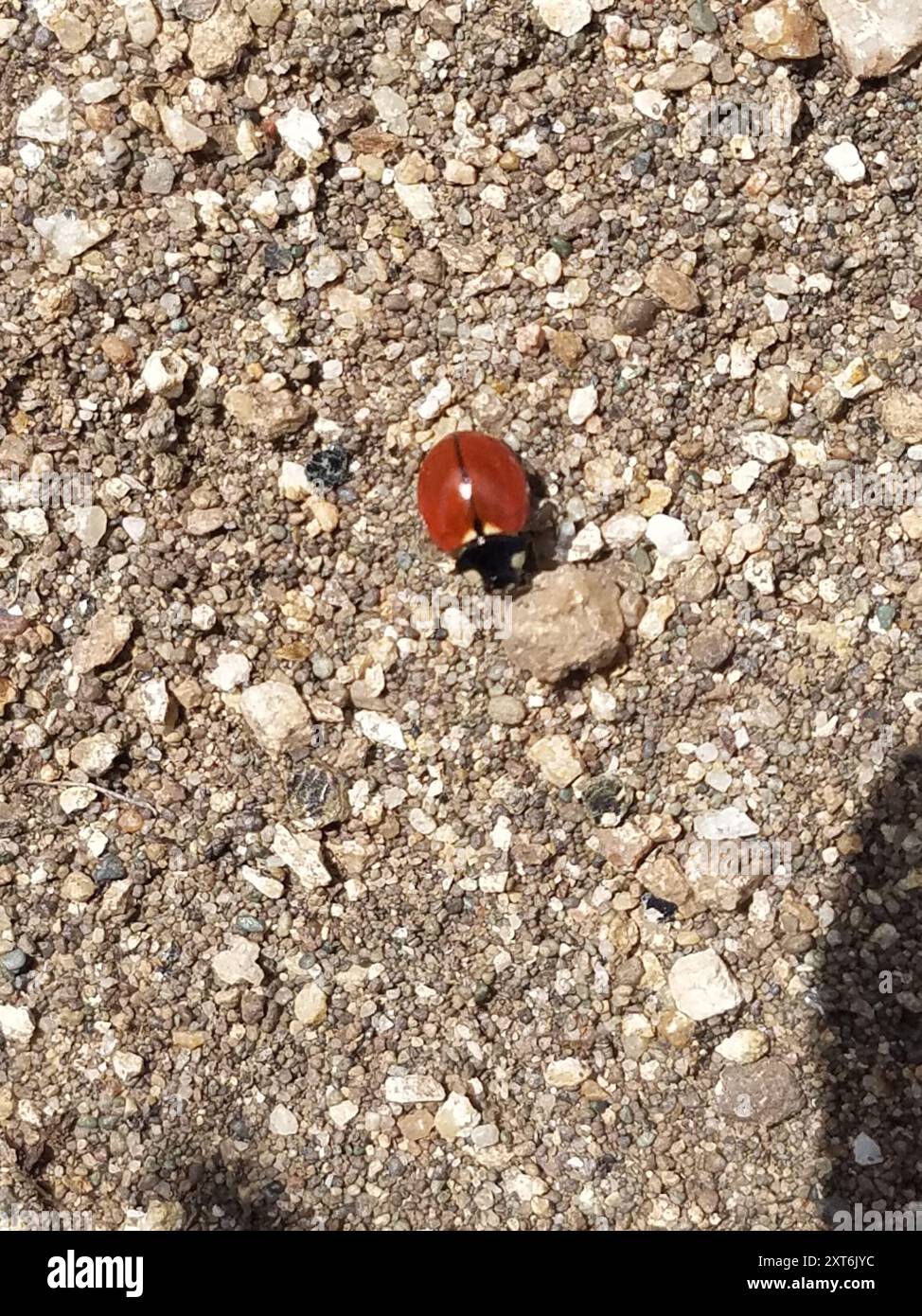 California Lady Beetle (Coccinella californica) Insecta Stock Photo - Alamy