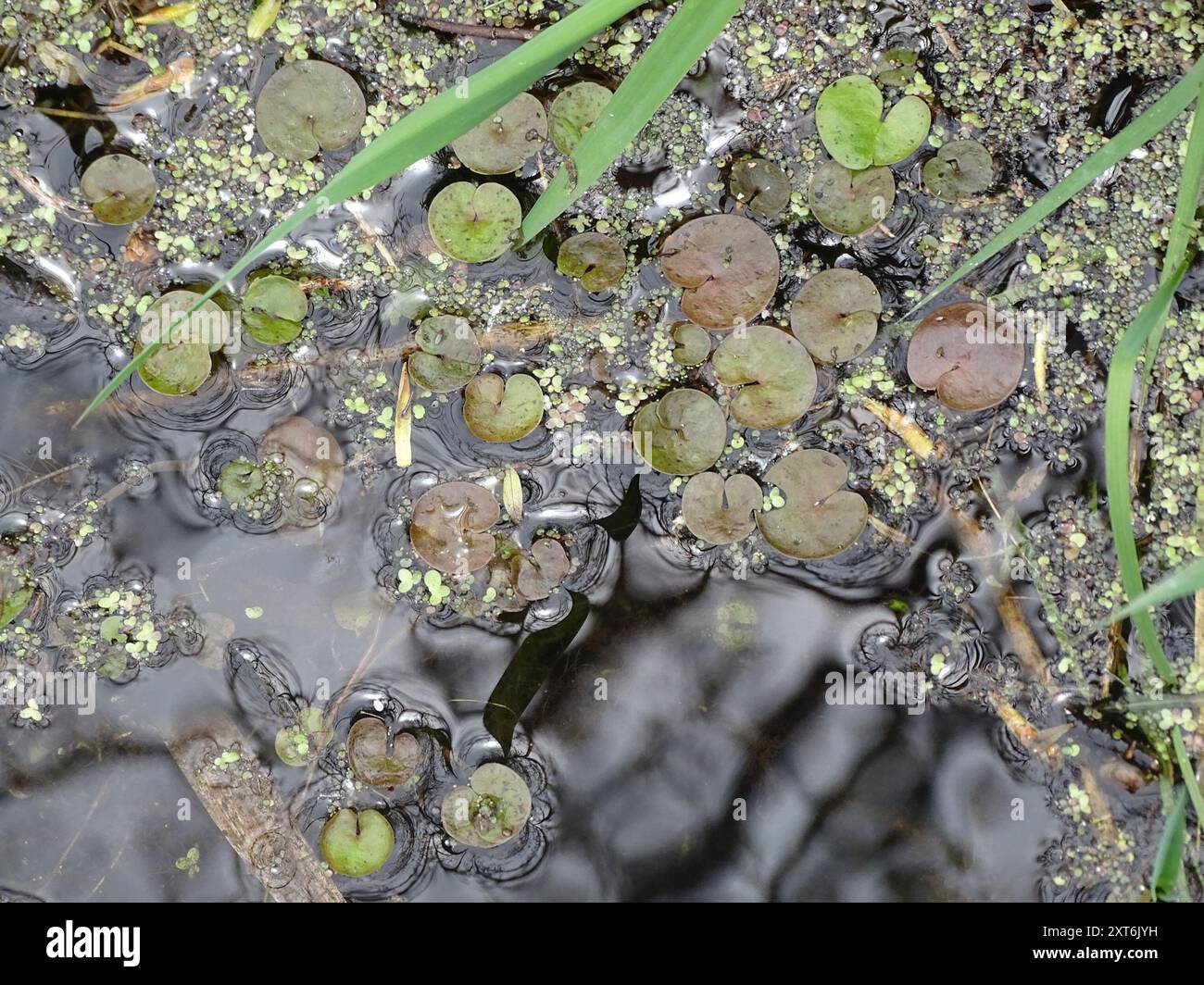 European Frog-bit (Hydrocharis morsus-ranae) Plantae Stock Photo - Alamy