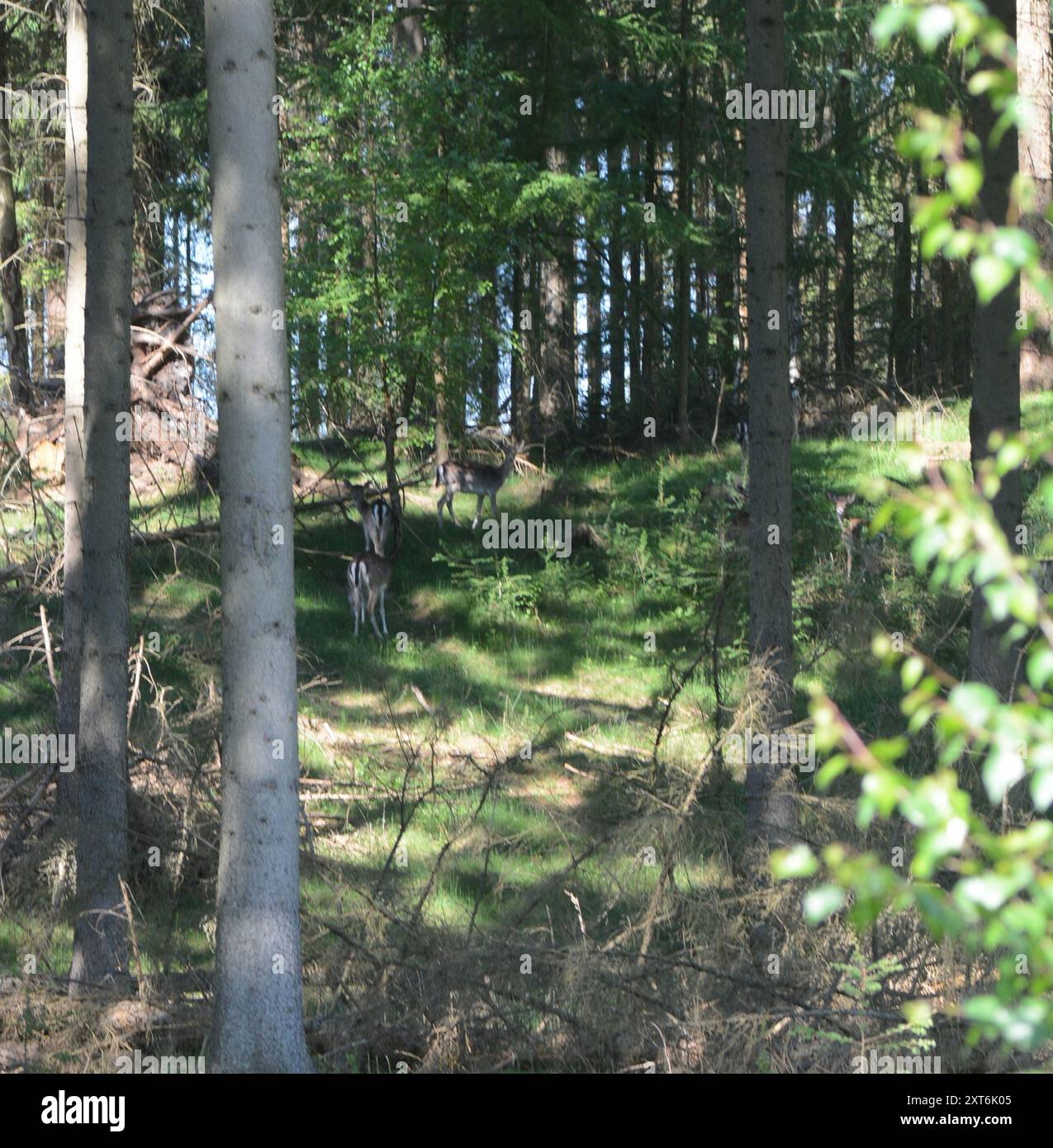 European Fallow Deer (Dama dama) Mammalia Stock Photo - Alamy