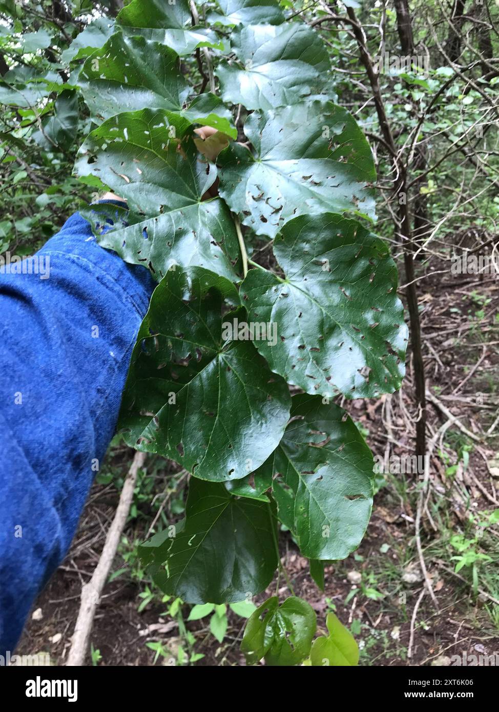 Texas redbud (Cercis canadensis texensis) Plantae Stock Photo - Alamy
