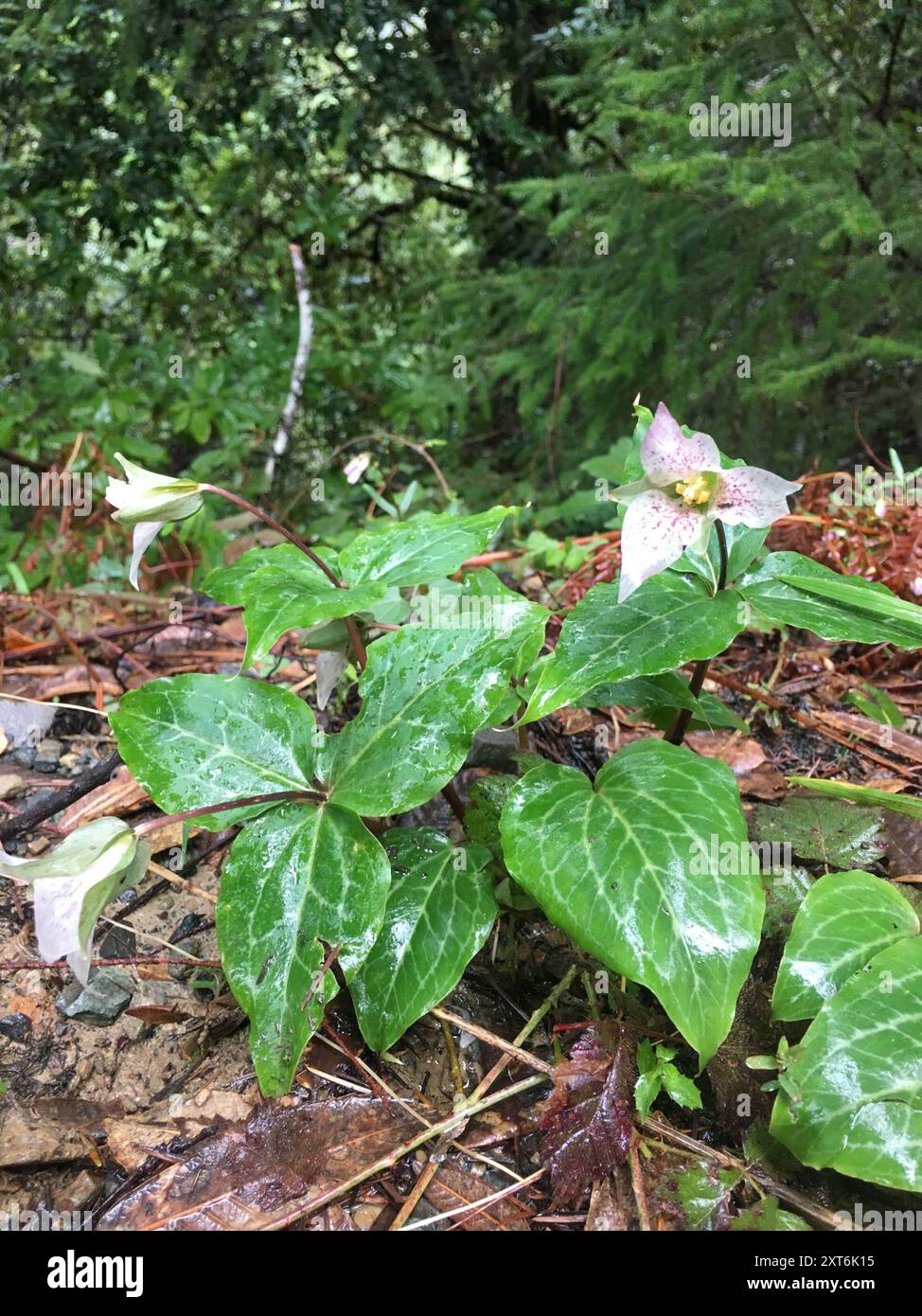 brook wakerobin (Pseudotrillium rivale) Plantae Stock Photo - Alamy