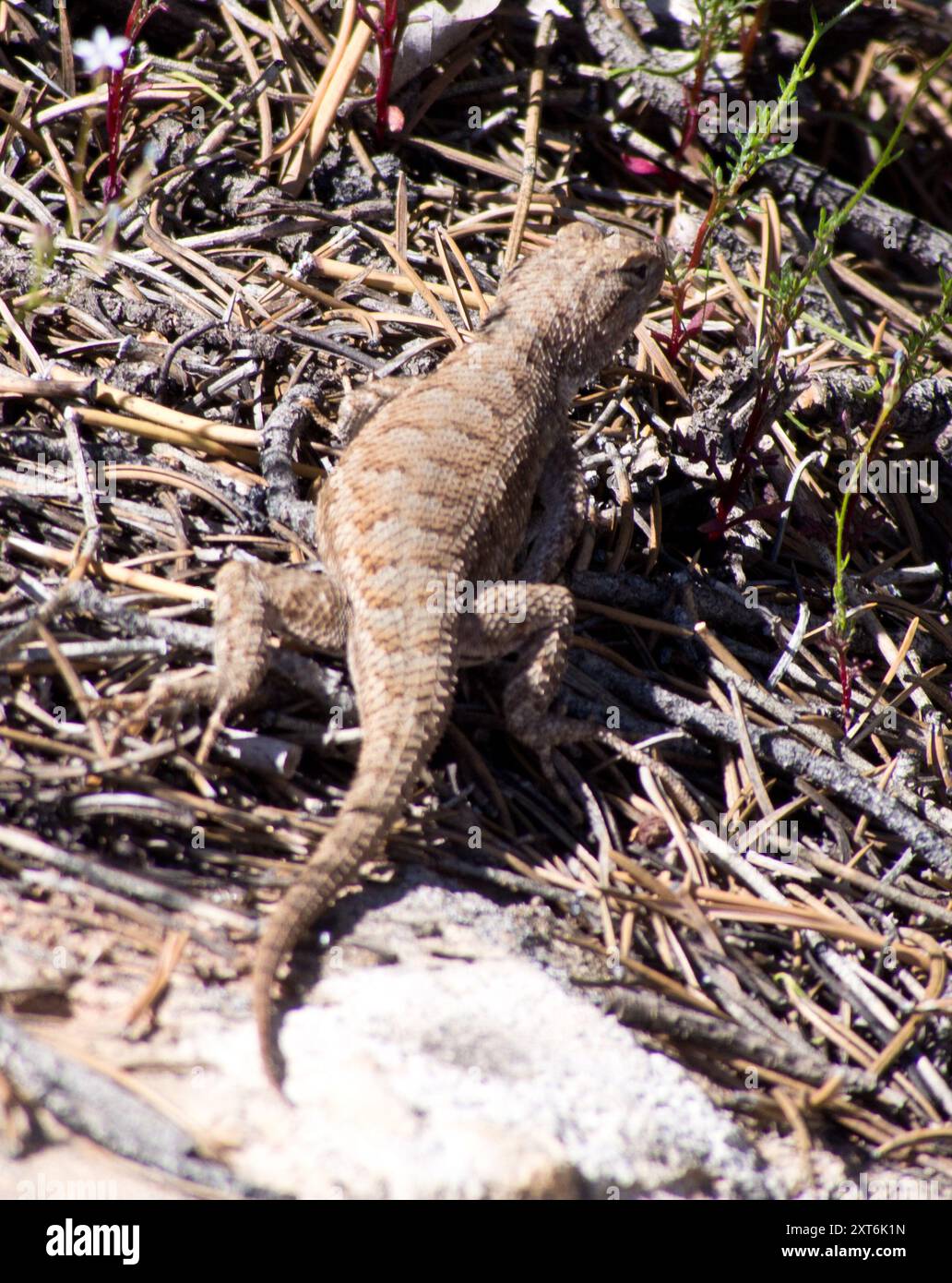 Plateau Fence Lizard (Sceloporus tristichus) Reptilia Stock Photo - Alamy