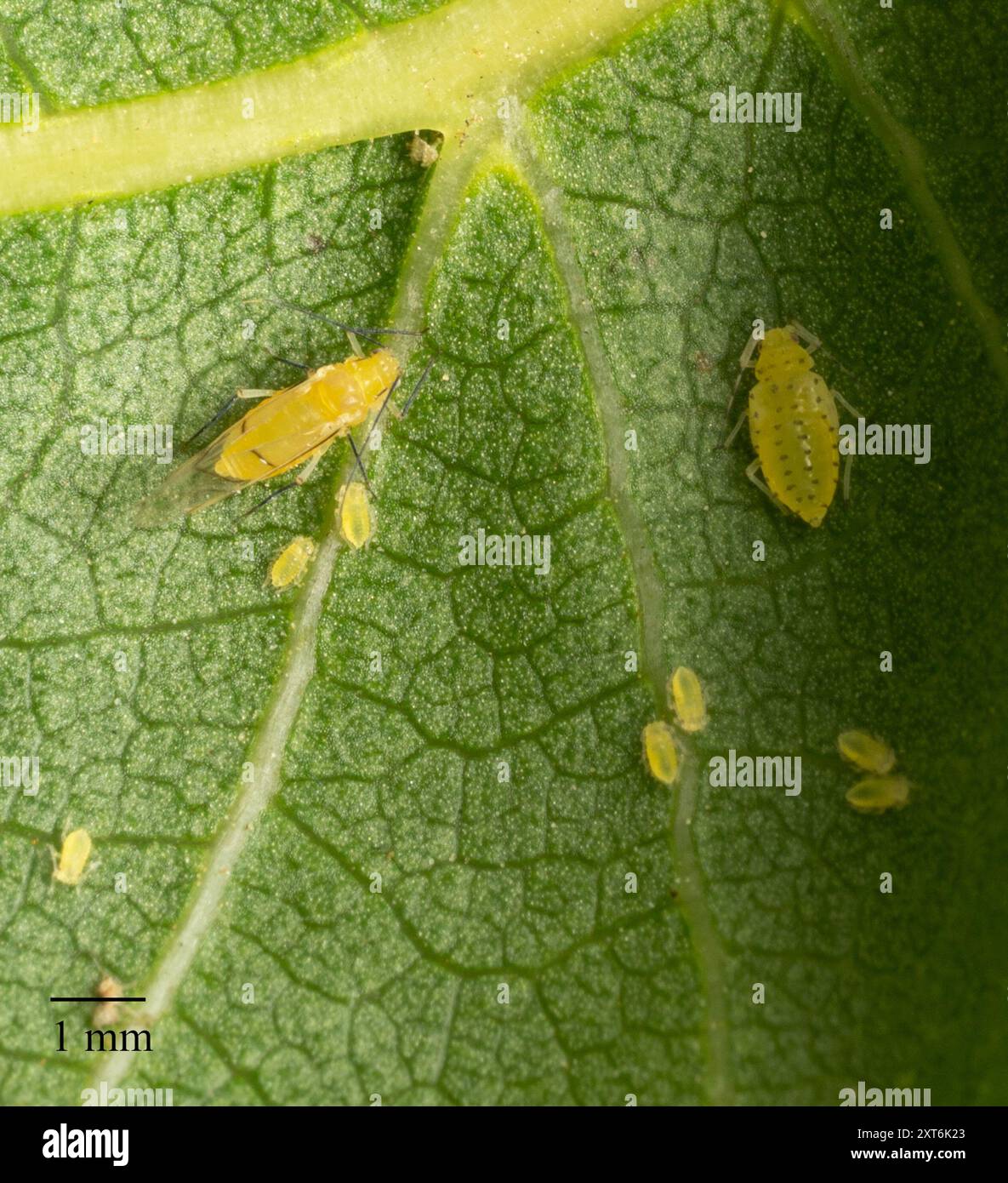 small walnut aphid (Chromaphis juglandicola) Insecta Stock Photo - Alamy