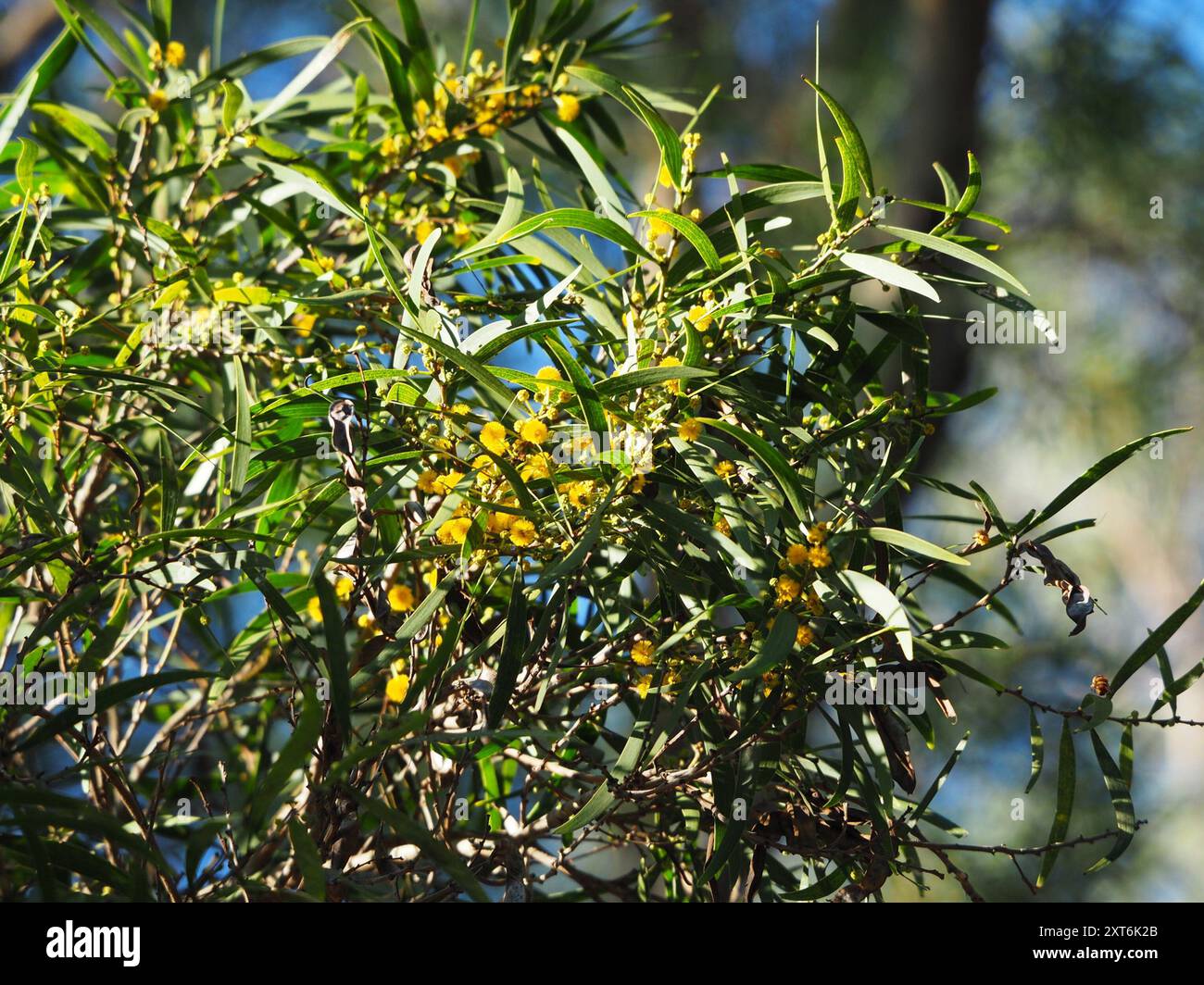 Taiwan Acacia (Acacia confusa) Plantae Stock Photo - Alamy
