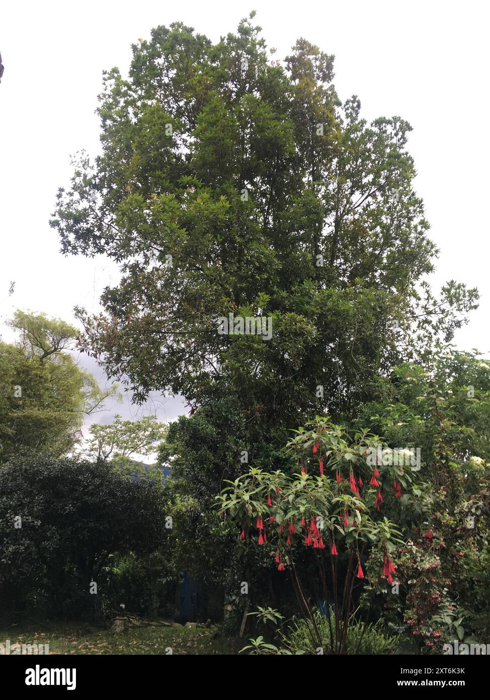 Andean oak (Quercus humboldtii) Plantae Stock Photo - Alamy