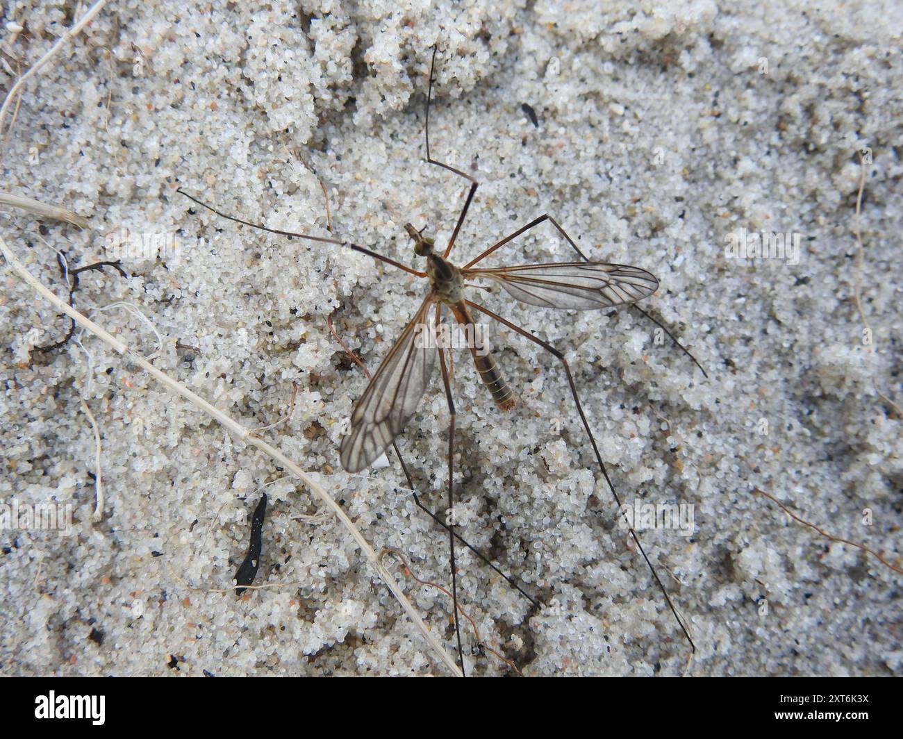 Common Crane Flies (Tipula) Insecta Stock Photo - Alamy