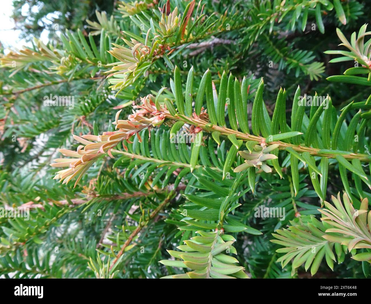 common yew (Taxus baccata) Plantae Stock Photo - Alamy
