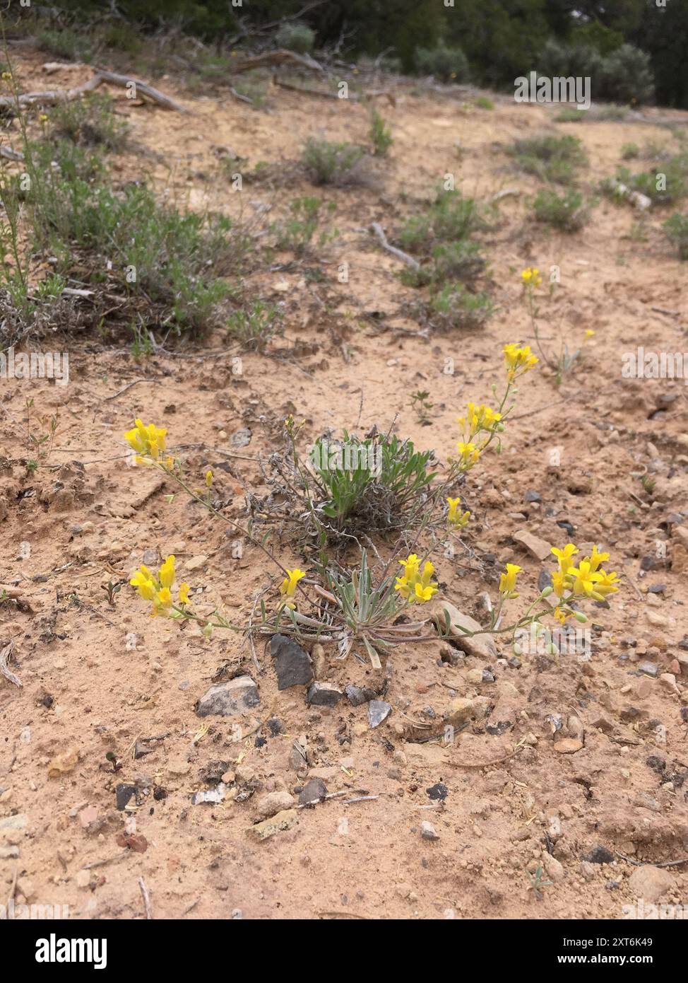 silver bladderpod (Physaria ludoviciana) Plantae Stock Photo - Alamy