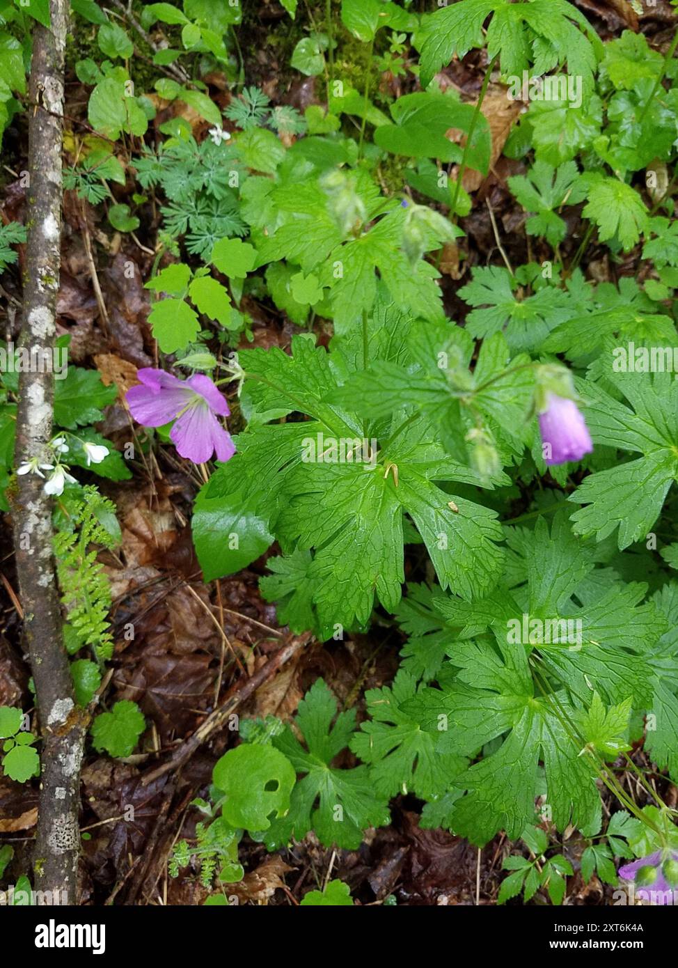 Two-leaved Toothwort (Cardamine diphylla) Plantae Stock Photo - Alamy