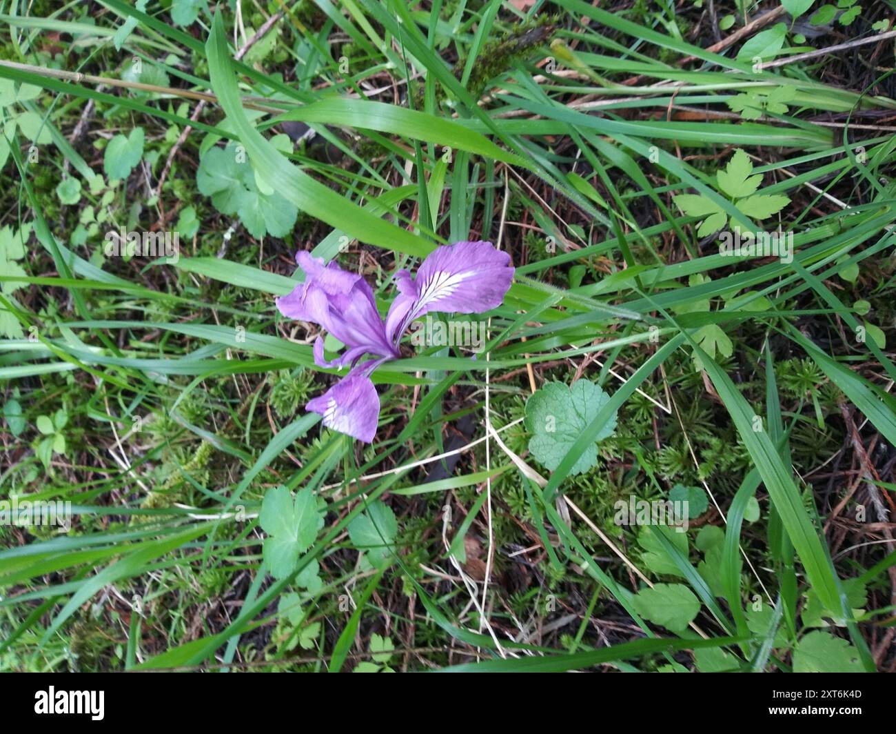 Oregon iris (Iris tenax) Plantae Stock Photo - Alamy