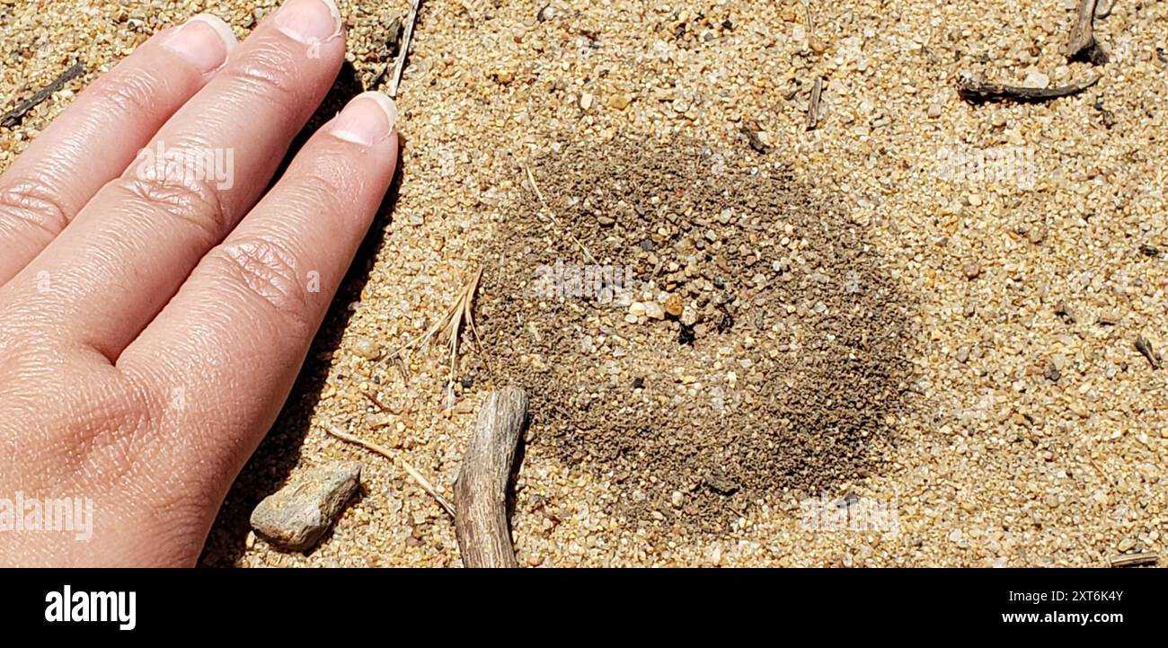 Pyramid Ants (Dorymyrmex) Insecta Stock Photo - Alamy