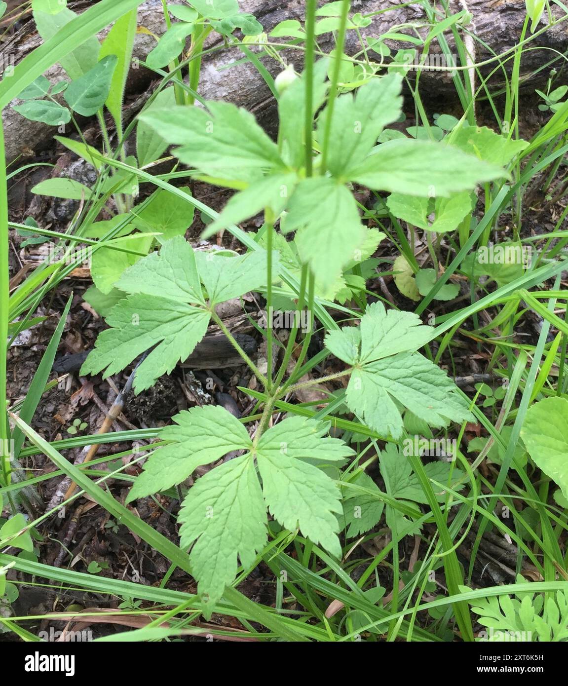 tall thimbleweed (Anemone virginiana) Plantae Stock Photo - Alamy